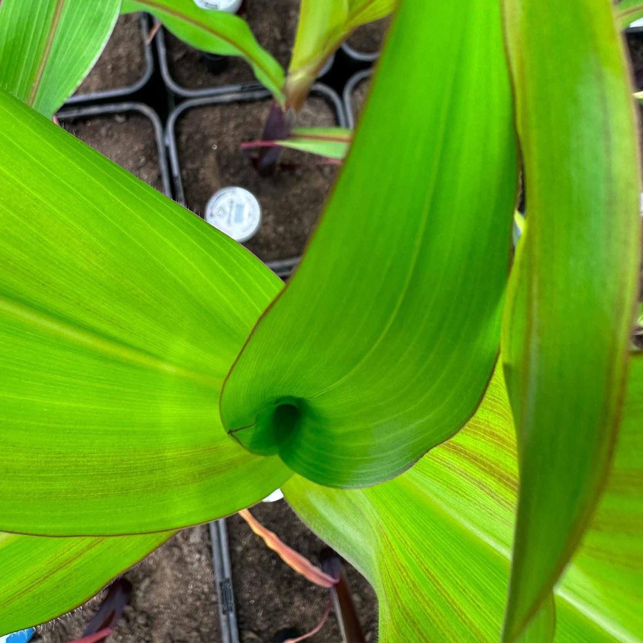 Maize - Nordic Microbes
